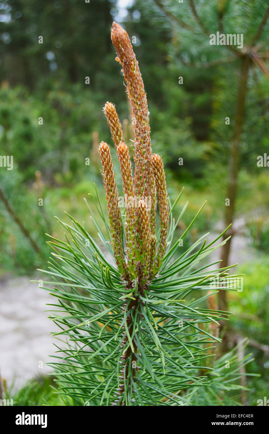 Pine tree flower hi-res stock photography and images - Alamy