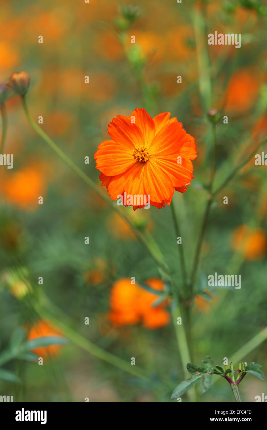 beautiful orange cosmos flower in the garden Stock Photo - Alamy