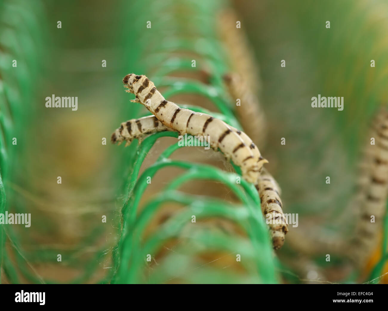 Silkworm mulberry hi-res stock photography and images - Alamy