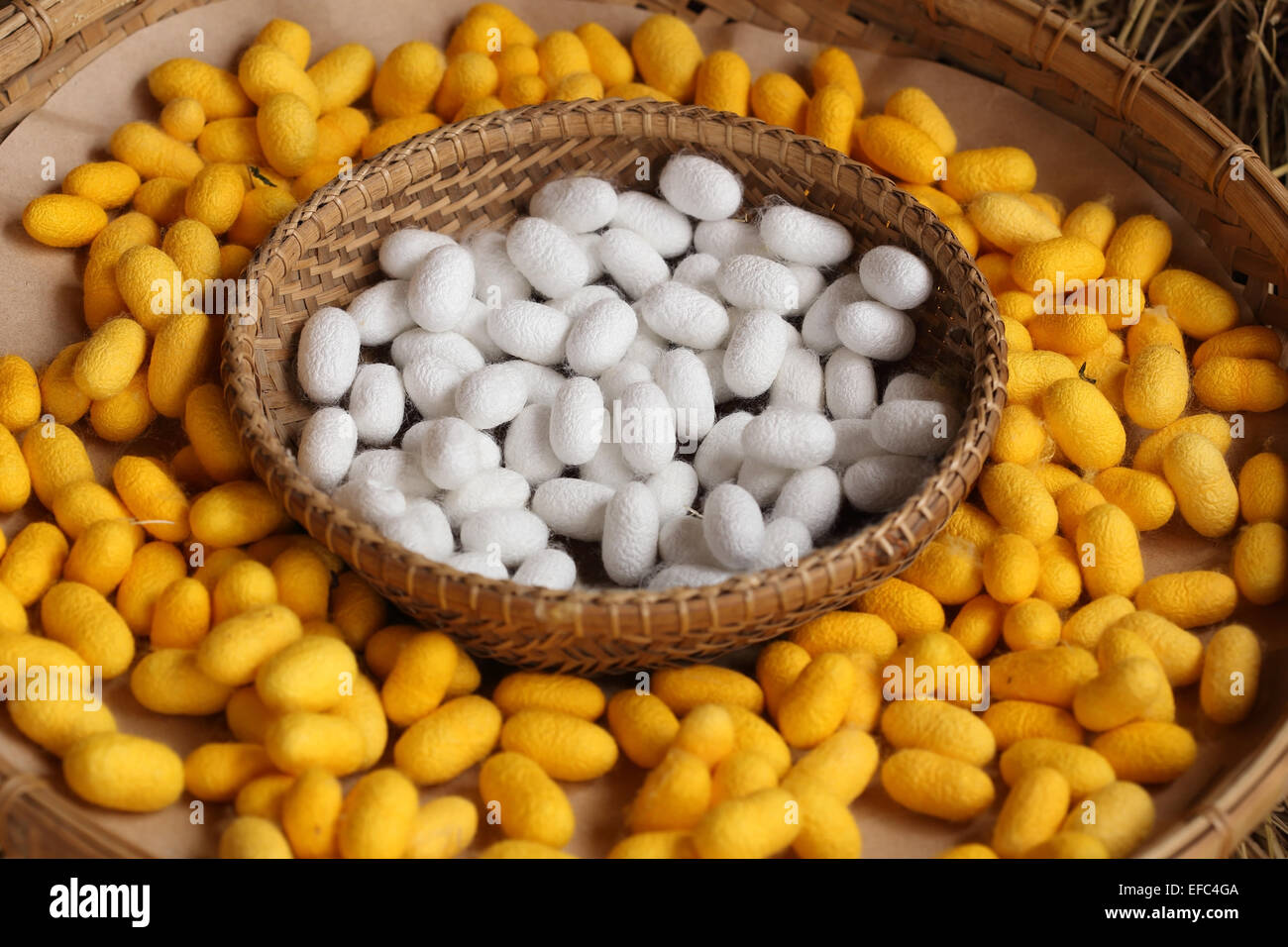 Yellow cocoon hi-res stock photography and images - Alamy