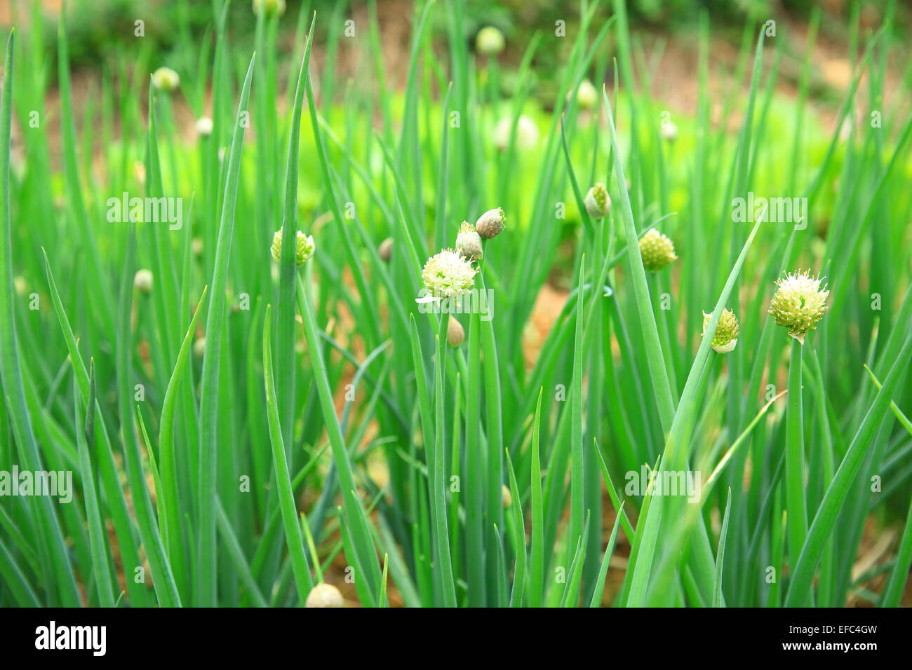 green spring onion plants growth at garden Stock Photo - Alamy
