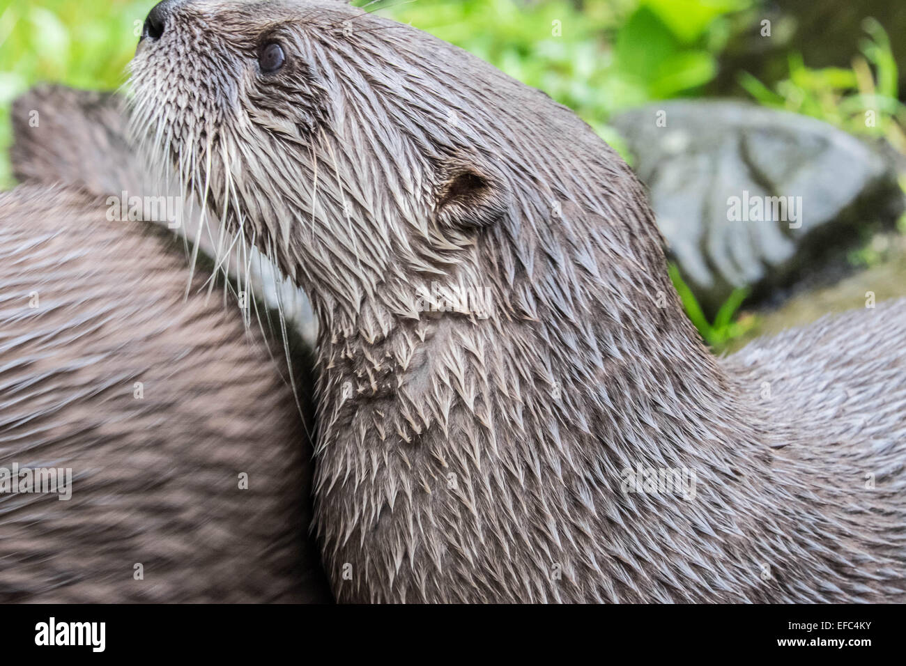 Brown otter looking away from the camera Stock Photo - Alamy