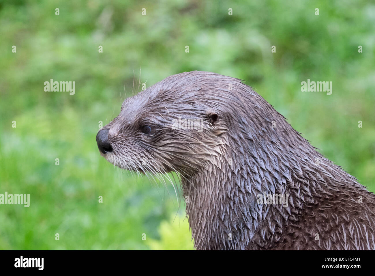 Brown otter looking away from the camera Stock Photo - Alamy