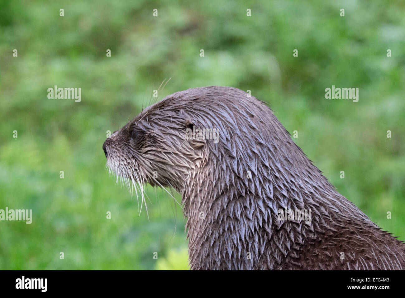 Sea otter profile hi-res stock photography and images - Alamy