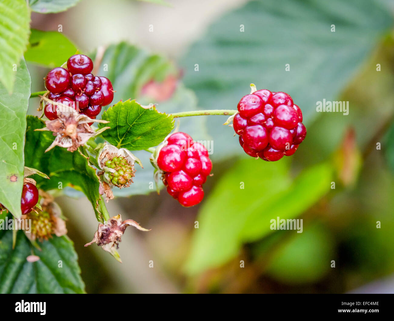 Wild fruit growing in Scotland in the summer Stock Photo - Alamy