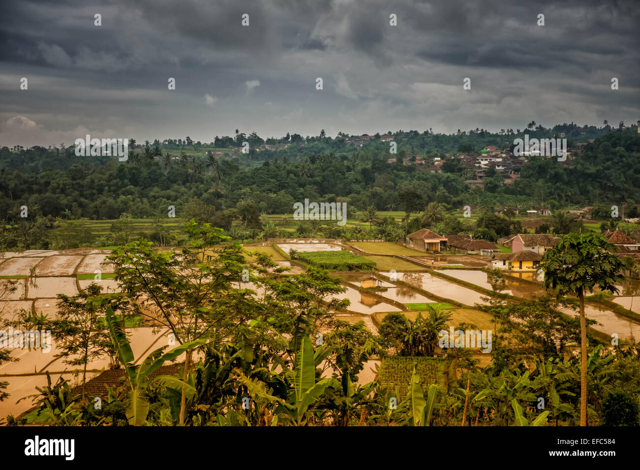 Rice fields where rice is grown in the traditional way, Sukabumi, West ...