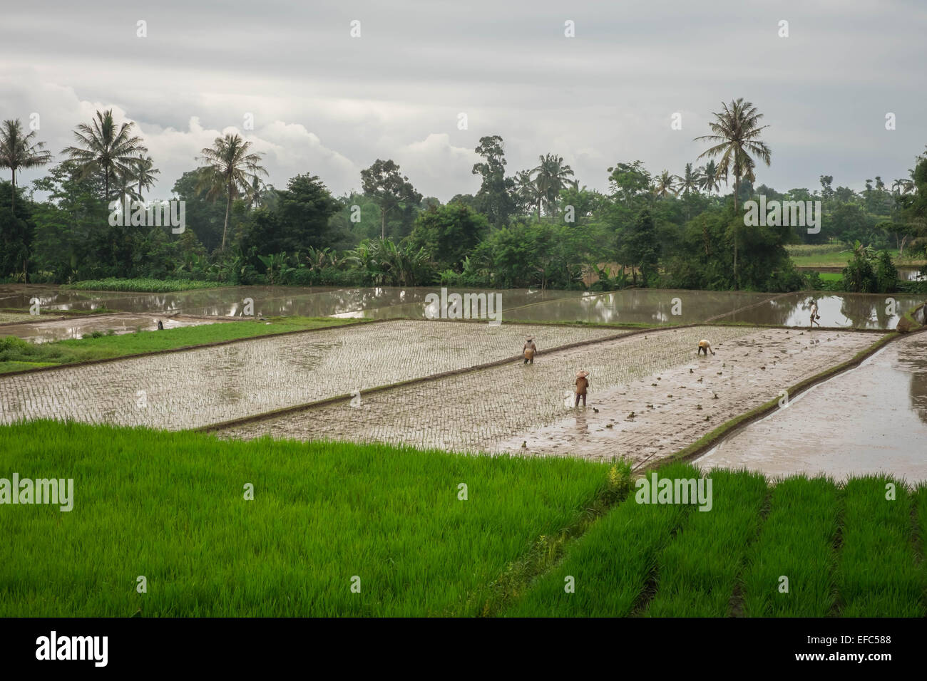 Rice fields where rice is grown in the traditional way, Sukabumi, West ...