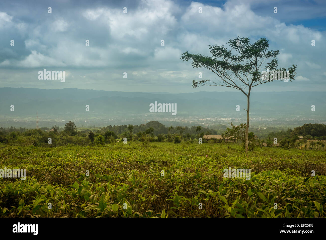 Tea leaves growing in a tea plantation, West Java Stock Photo - Alamy