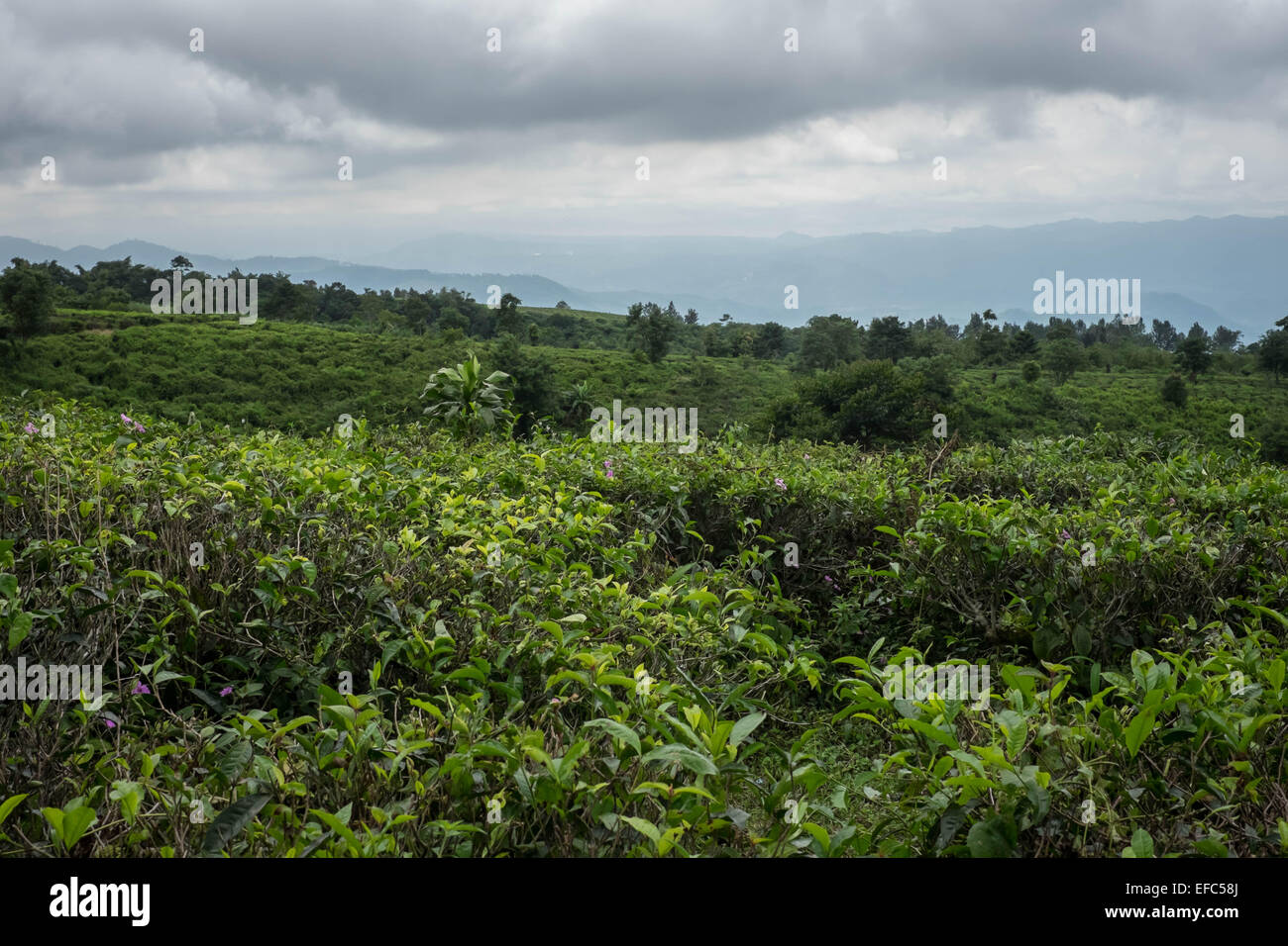 Tea leaves growing in a tea plantation, West Java Stock Photo - Alamy