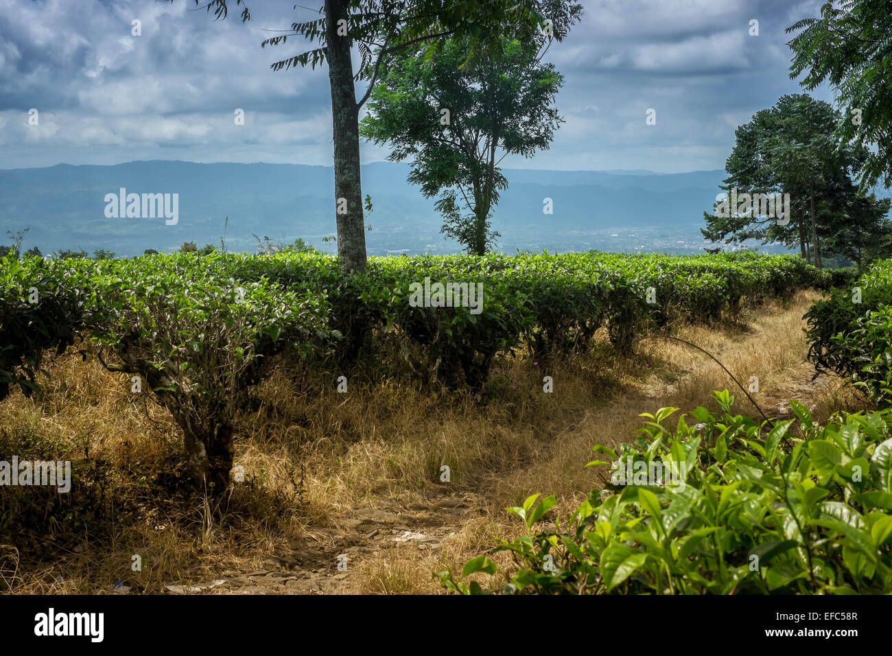 Tea leaves growing in a tea plantation, West Java Stock Photo - Alamy