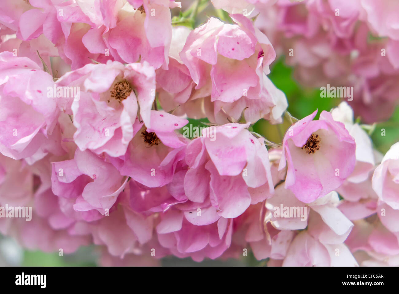Hanging flora hi-res stock photography and images - Alamy