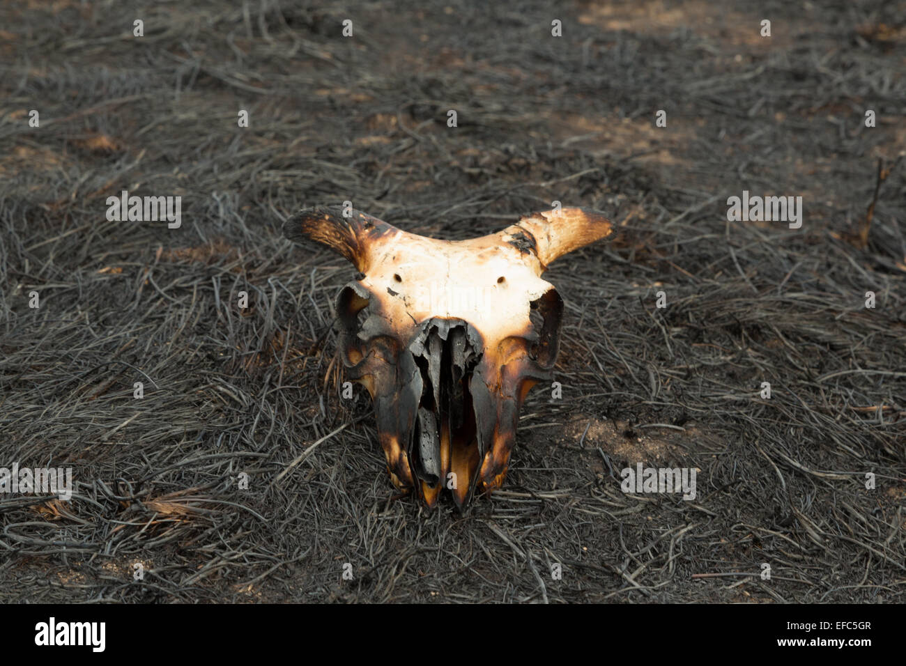 A photograph of a burnt sheep skull in a paddock after a bushfire on a ...