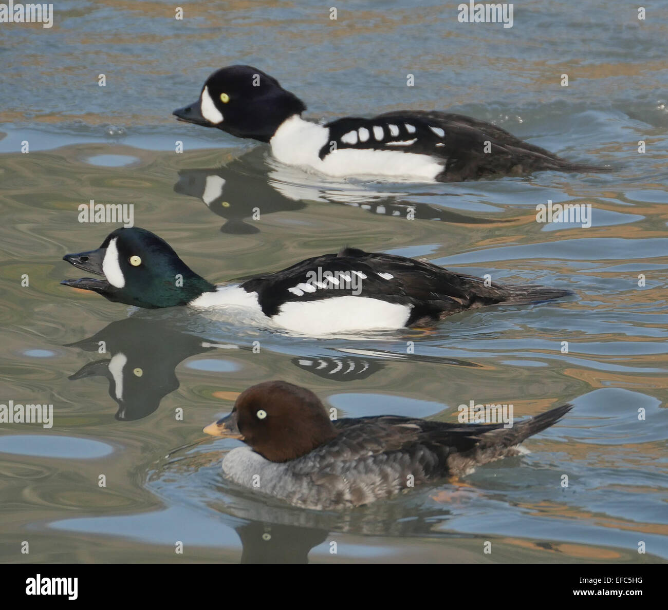 Barrows Goldeneye, two drakes swimming with a female duck. Drake ...