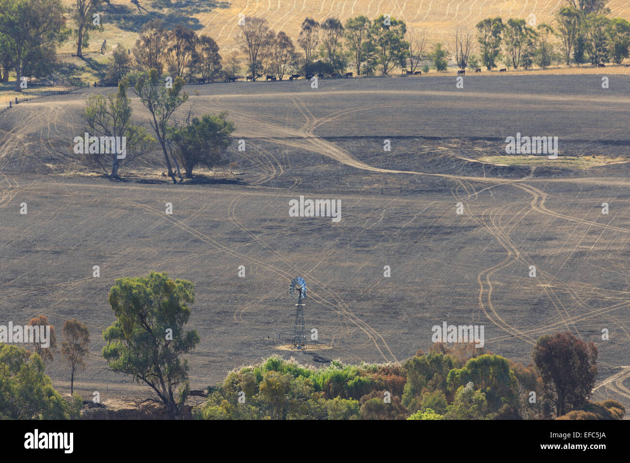 A photograph of the aftermath of a bush fire on a dry Australian farm ...