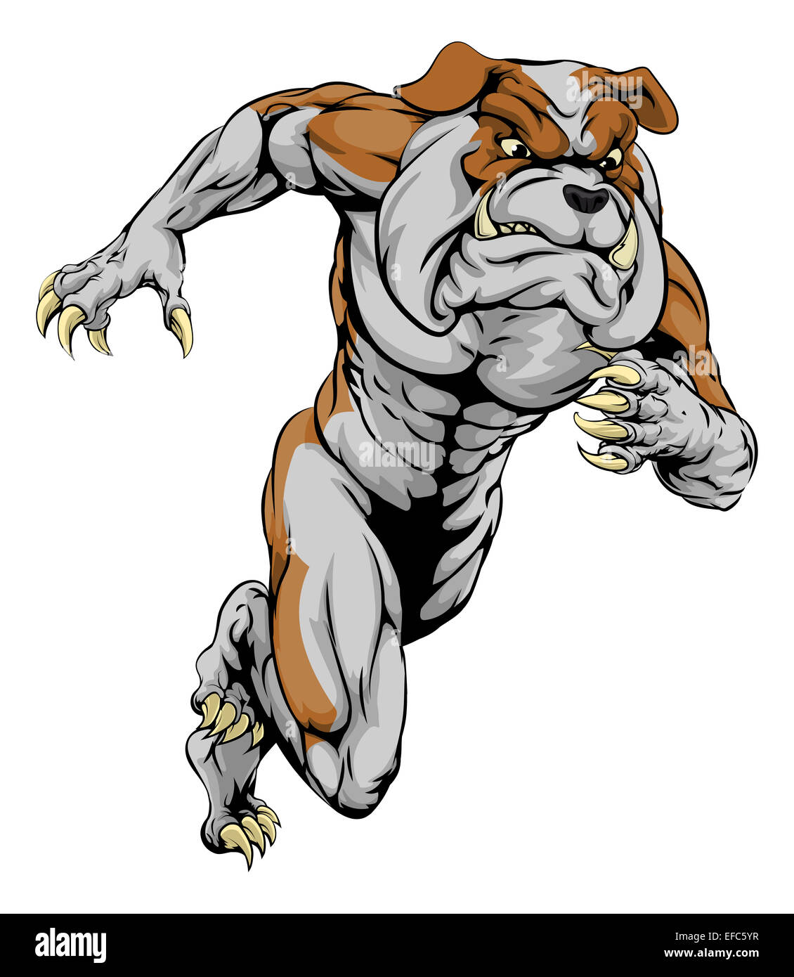 A bulldog man character or sports mascot charging, sprinting or running ...