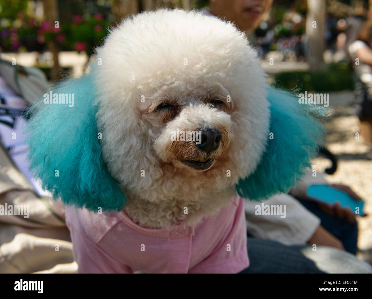 Blue Dyed Standard Poodle
