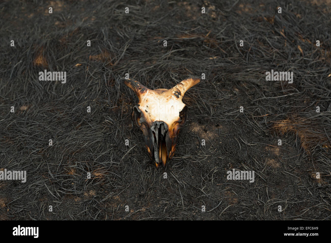 A photograph of a burnt sheep skull in a paddock after a bushfire on a ...