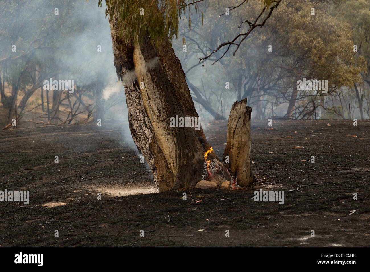 A photograph of a burning tree after a bush fire on a dry Australian ...