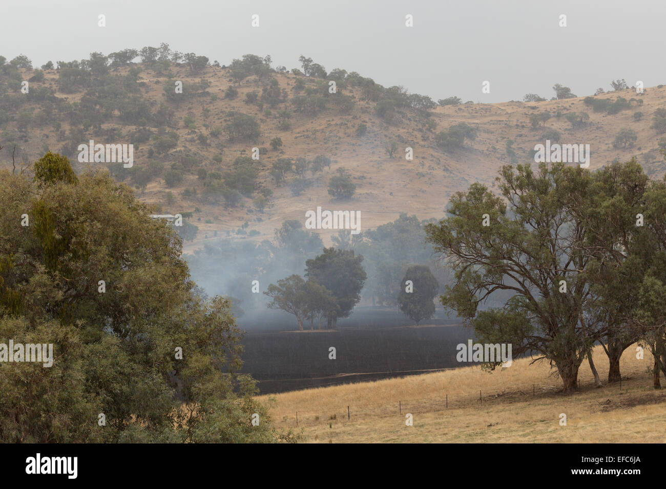 A photograph of the aftermath of a bush fire on a dry Australian farm ...