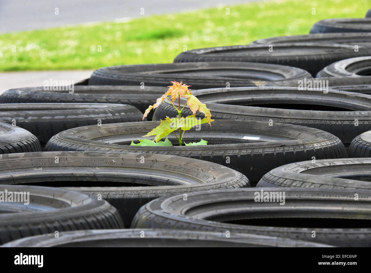 Tree growing in the tyre barrier Stock Photo - Alamy