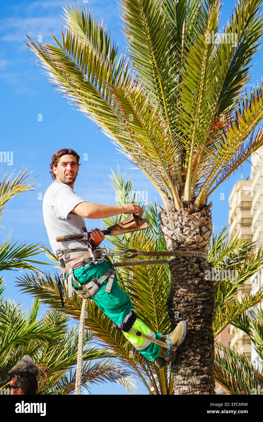 Tree surgeon hanging from rope and clampons trimming palm tree in the ...