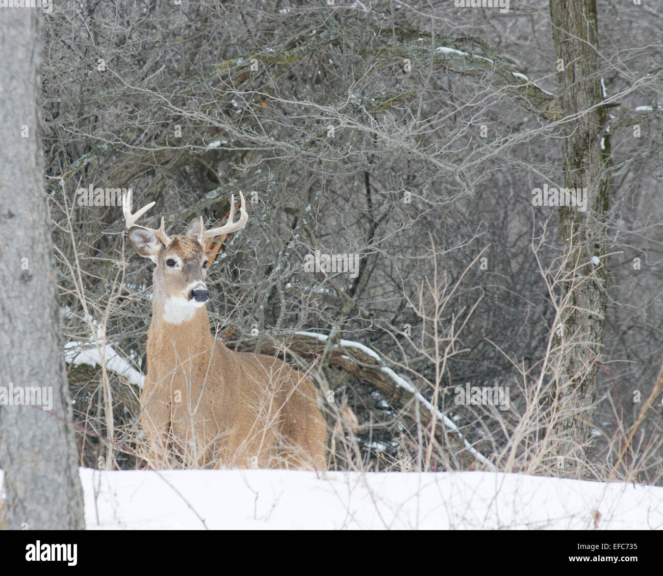 Whitetail Deer Buck standing in a woods in winter snow Stock Photo - Alamy