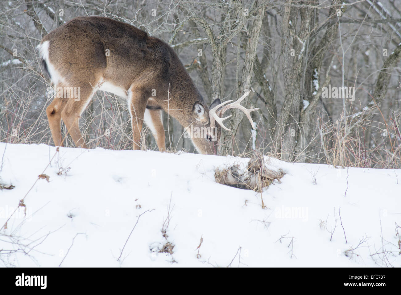 Whitetail Deer Buck standing in a woods in winter snow Stock Photo - Alamy