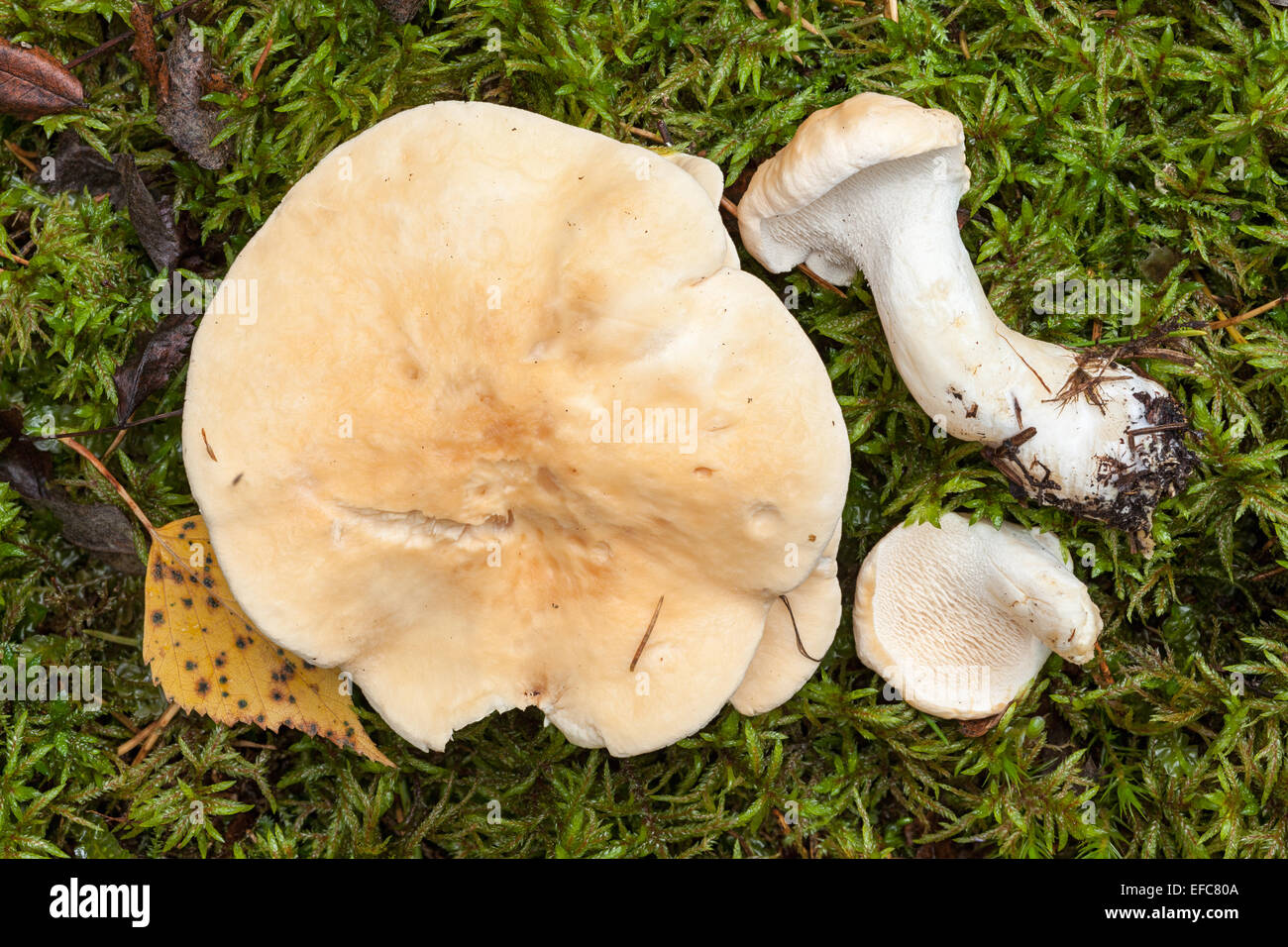 Wood hedgehog, Hydnum repandum Stock Photo - Alamy