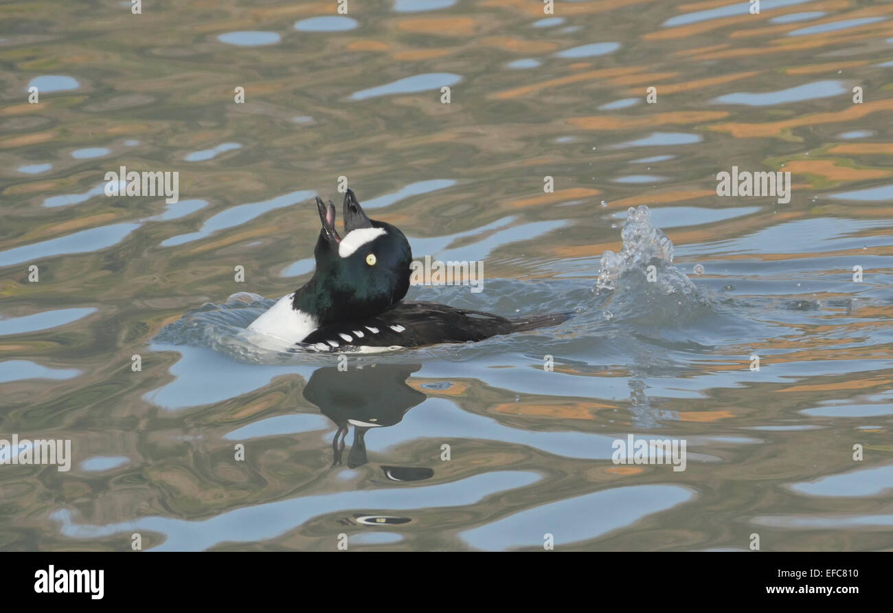 Barrows Goldeneye, drake throwing it's head back and calling in ...