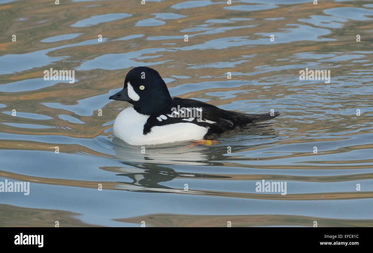 Barrows Goldeneye, drake swimming Stock Photo - Alamy