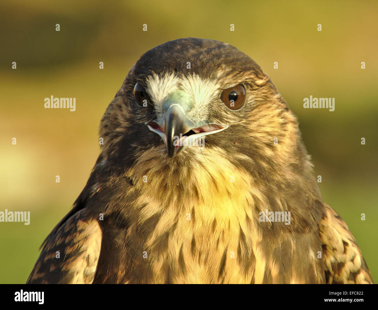 Falcon head beak hi-res stock photography and images - Alamy