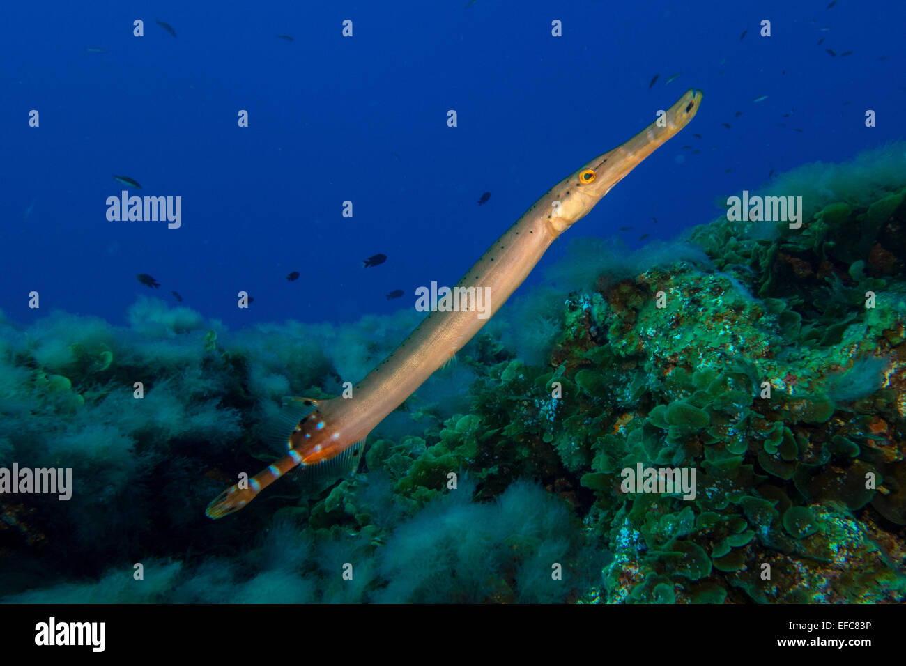 Underwater, Canary island, marine life, ocean, sea, trumpet fish, blue ...