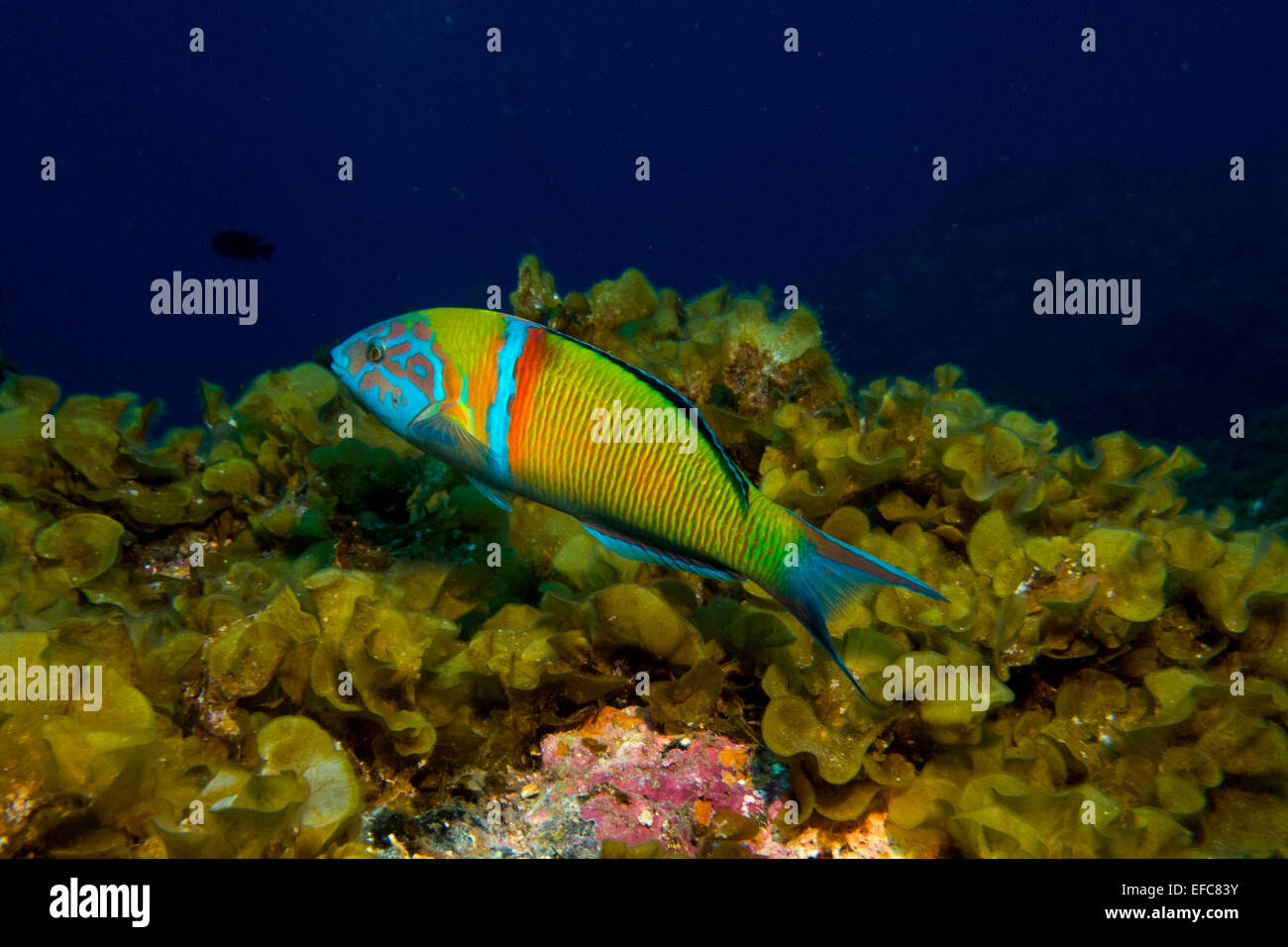 Underwater, Canary island, marine life, ocean, sea, colorful, fish ...