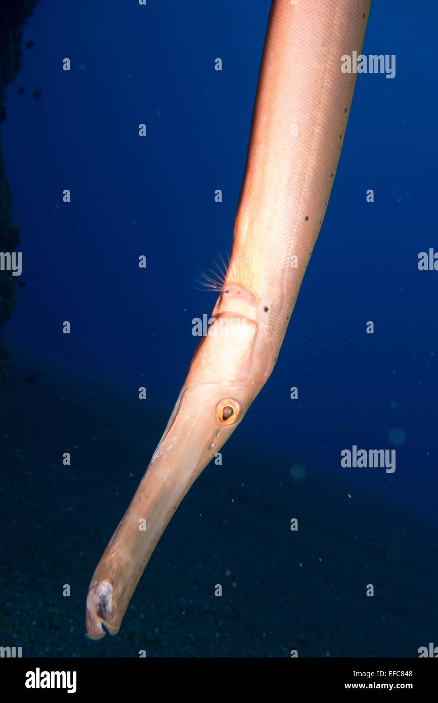 Underwater, Canary island, marine life, ocean, sea, trumpet fish, blue ...
