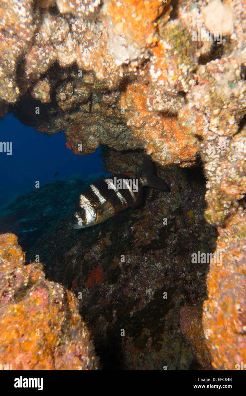 Underwater, Canary island, marine life, ocean, sea, colorful, fish ...