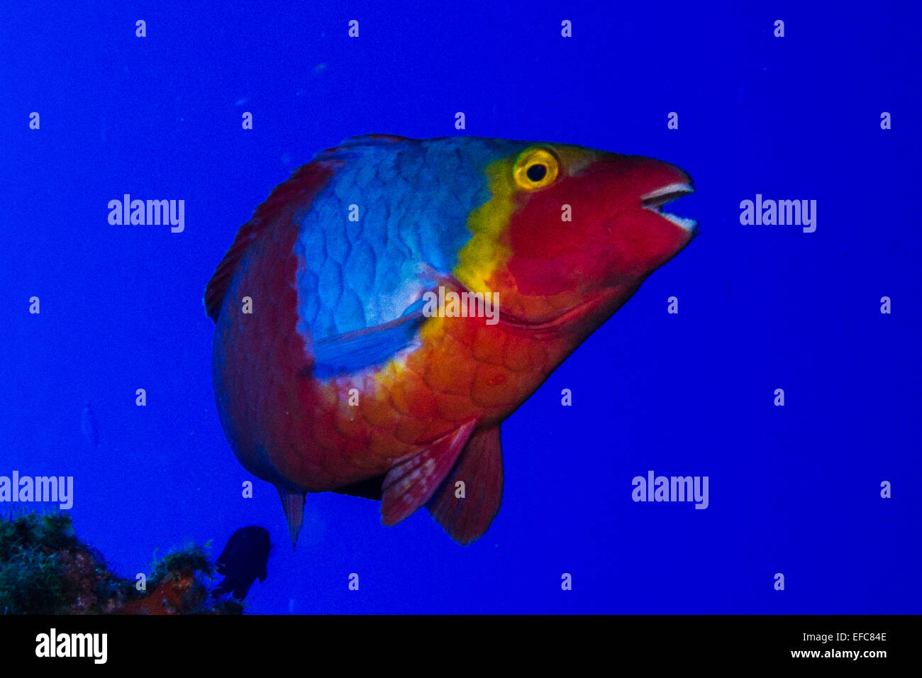 Underwater, Canary island, marine life, ocean, sea, colorful, fish ...