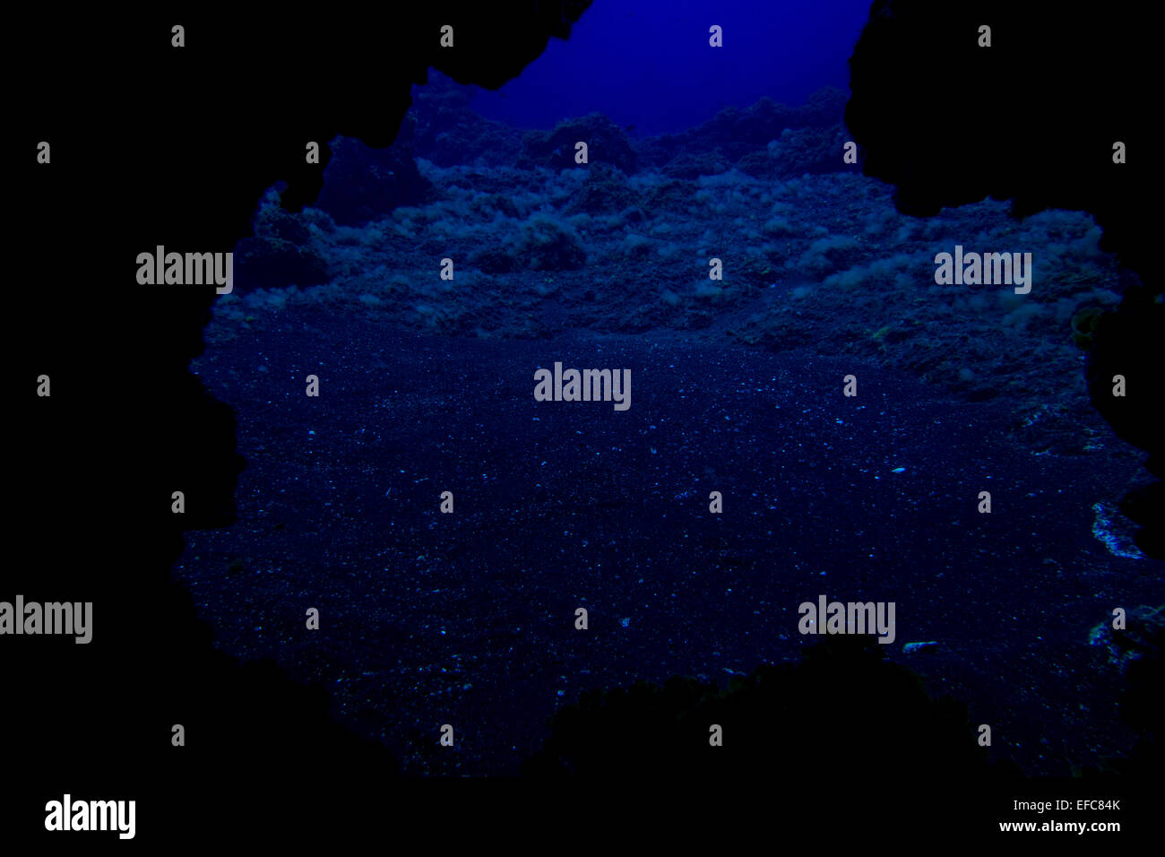 Underwater, ocean, Canary island, Hierro island, sea, marine life ...
