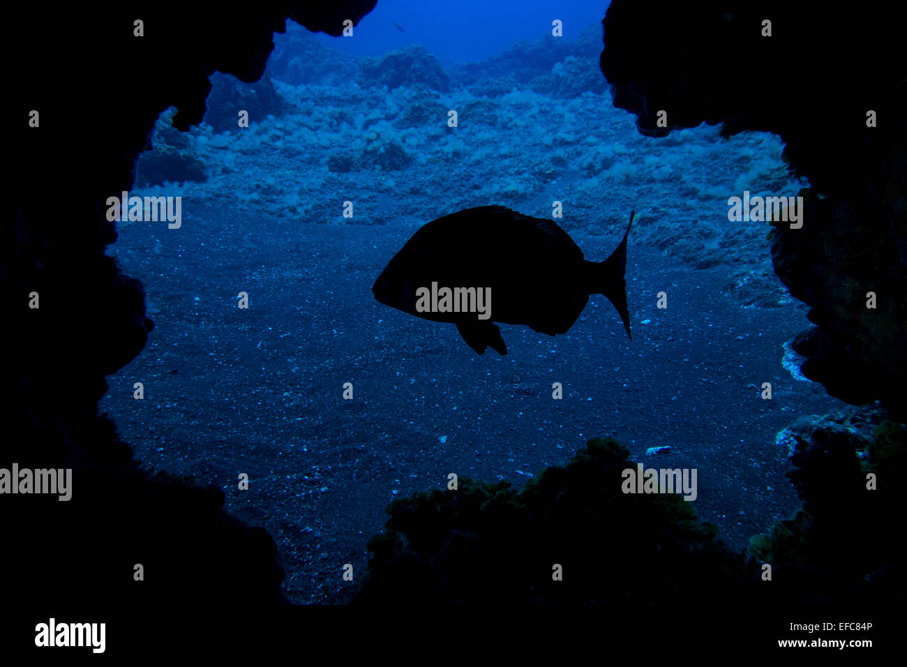 Underwater, ocean, Canary island, Hierro island, sea, marine life ...