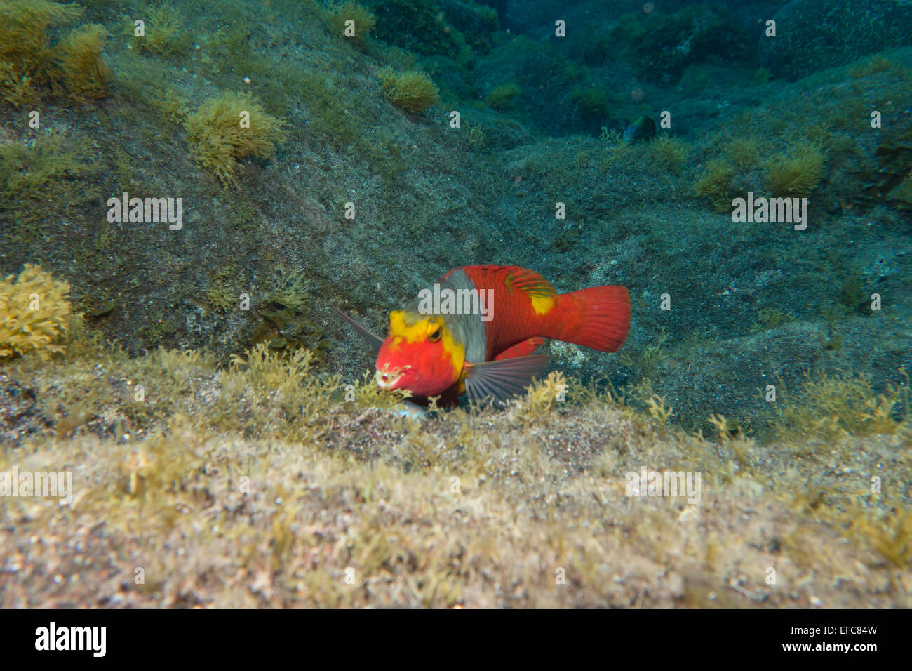 Underwater, Canary island, marine life, ocean, sea, colorful, fish ...