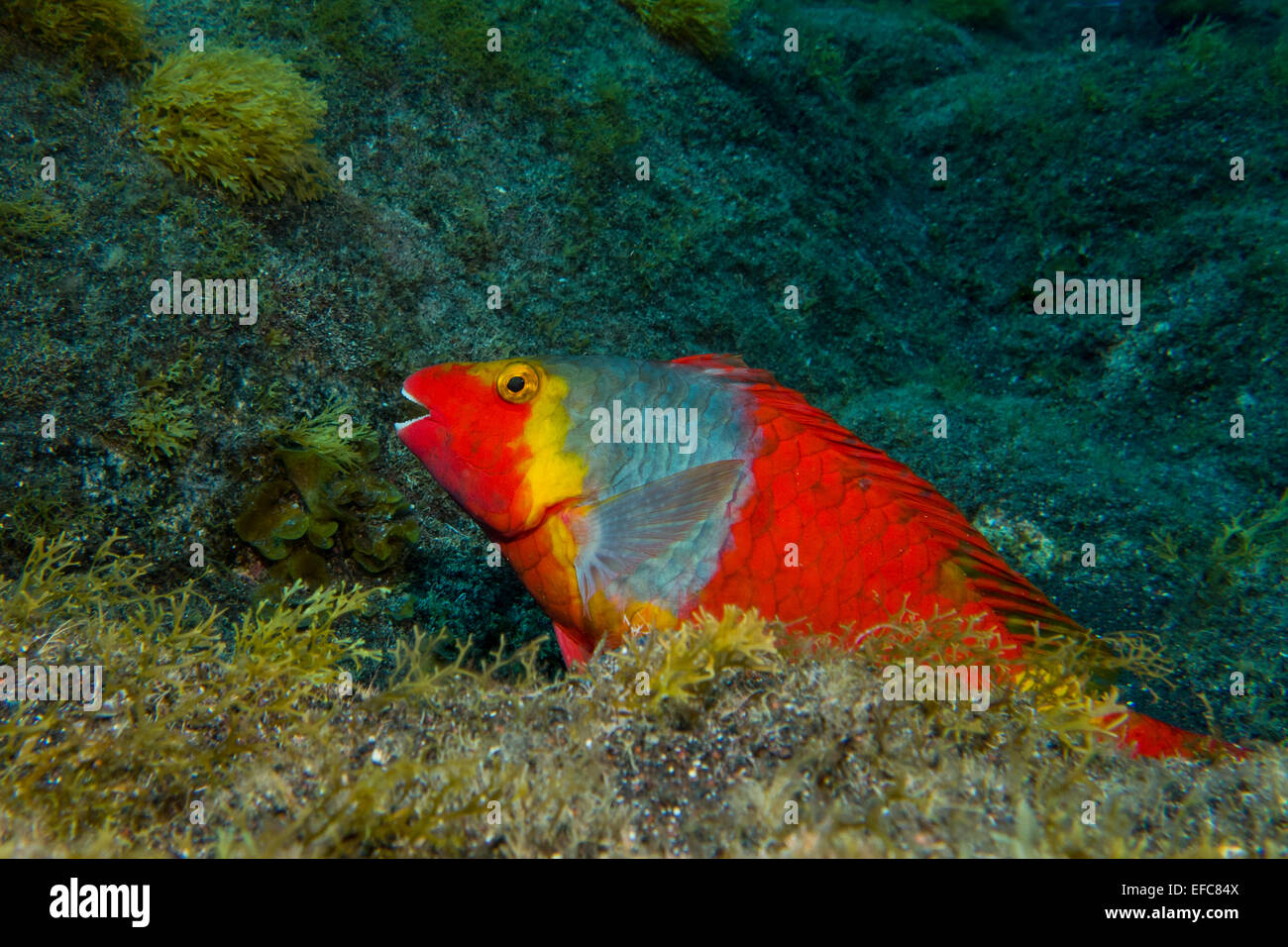 Underwater, Canary island, marine life, ocean, sea, colorful, fish ...
