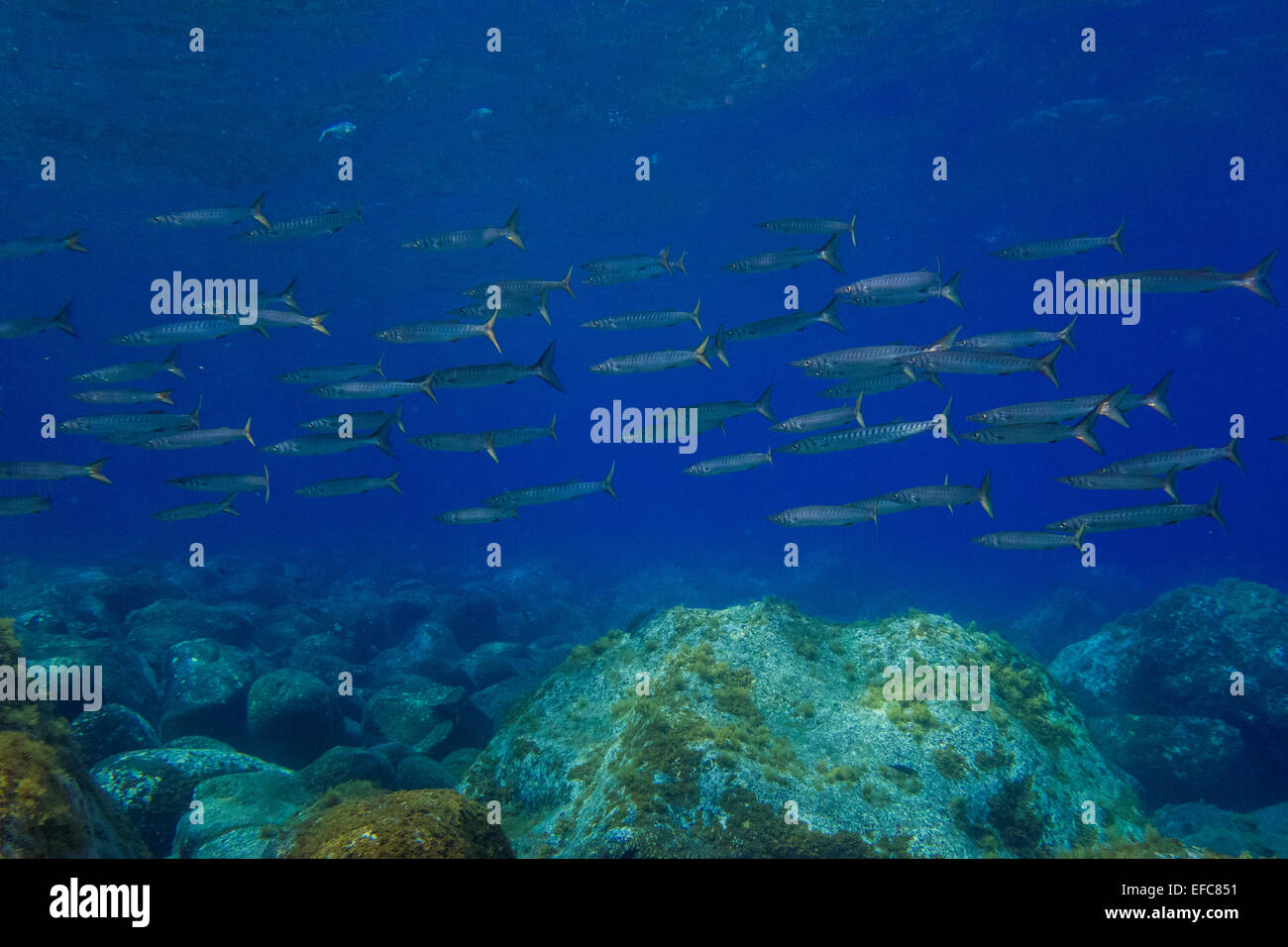 Underwater canary island hi-res stock photography and images - Alamy