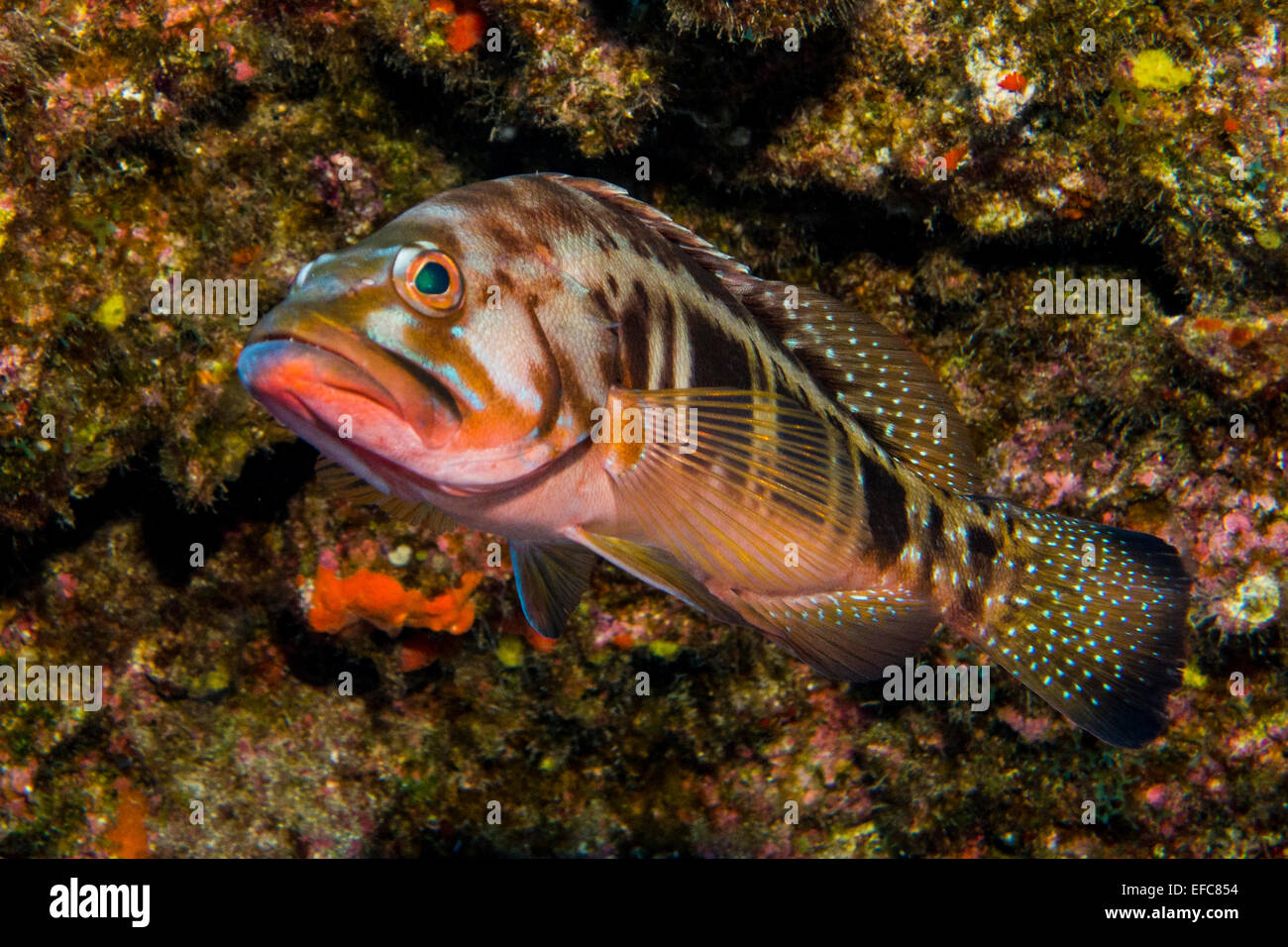 Underwater, Canary island, marine life, ocean, sea, colorful, fish ...