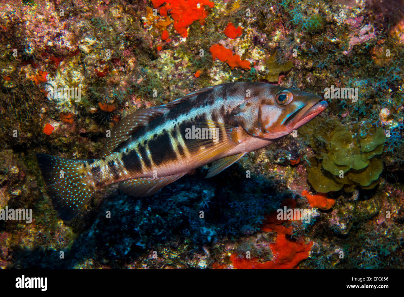 underwater, ocean, sea, marine life, sea life, fish, Canary islands ...