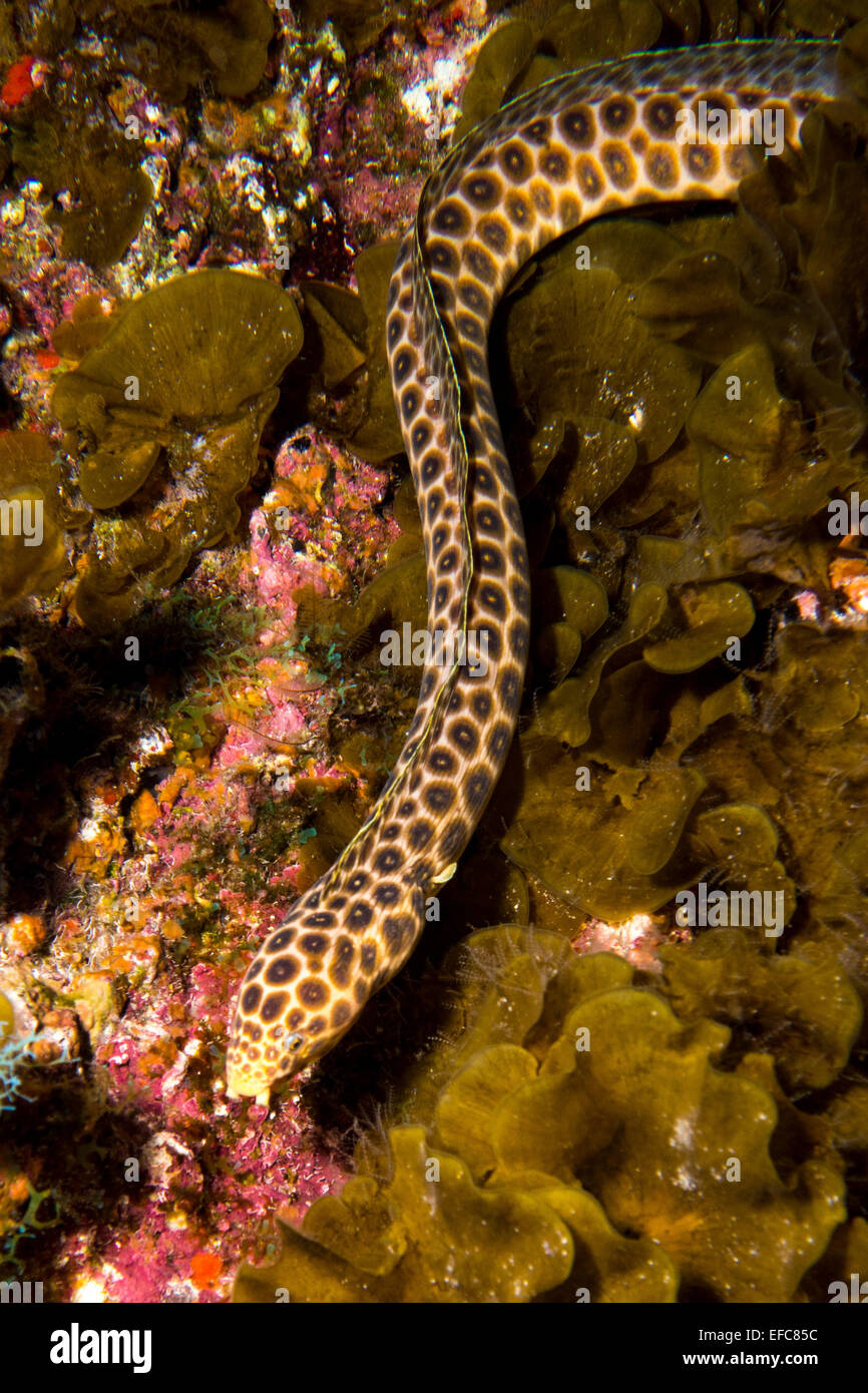 Underwater, ocean, sea, Canary islands, marine life, snake eal, hierro ...