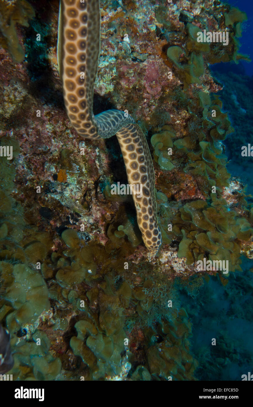 Underwater, ocean, sea, Canary islands, marine life, snake eal, hierro ...
