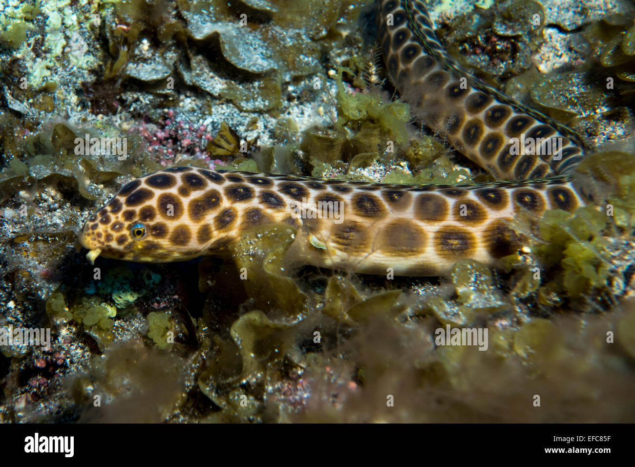 Underwater, ocean, sea, Canary islands, marine life, snake eal, hierro ...