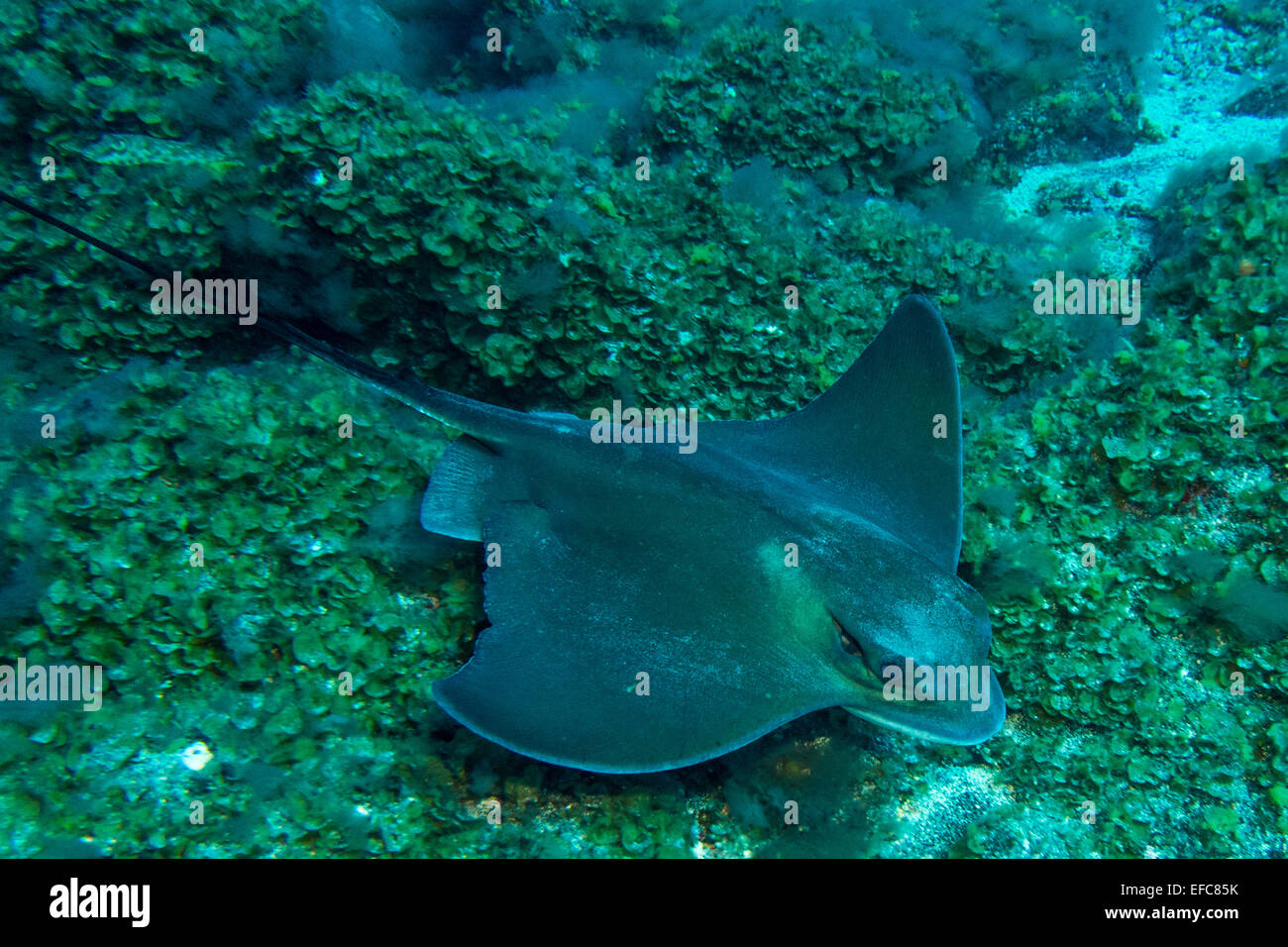 underwater, ocean, sea, marine life, sea life, eagle ray, Canary island ...