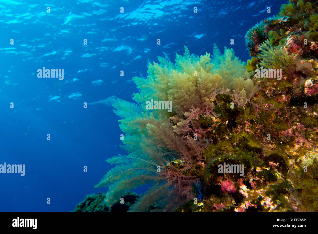 Underwater, ocean, Canary island, Hierro island, sea, marine life ...