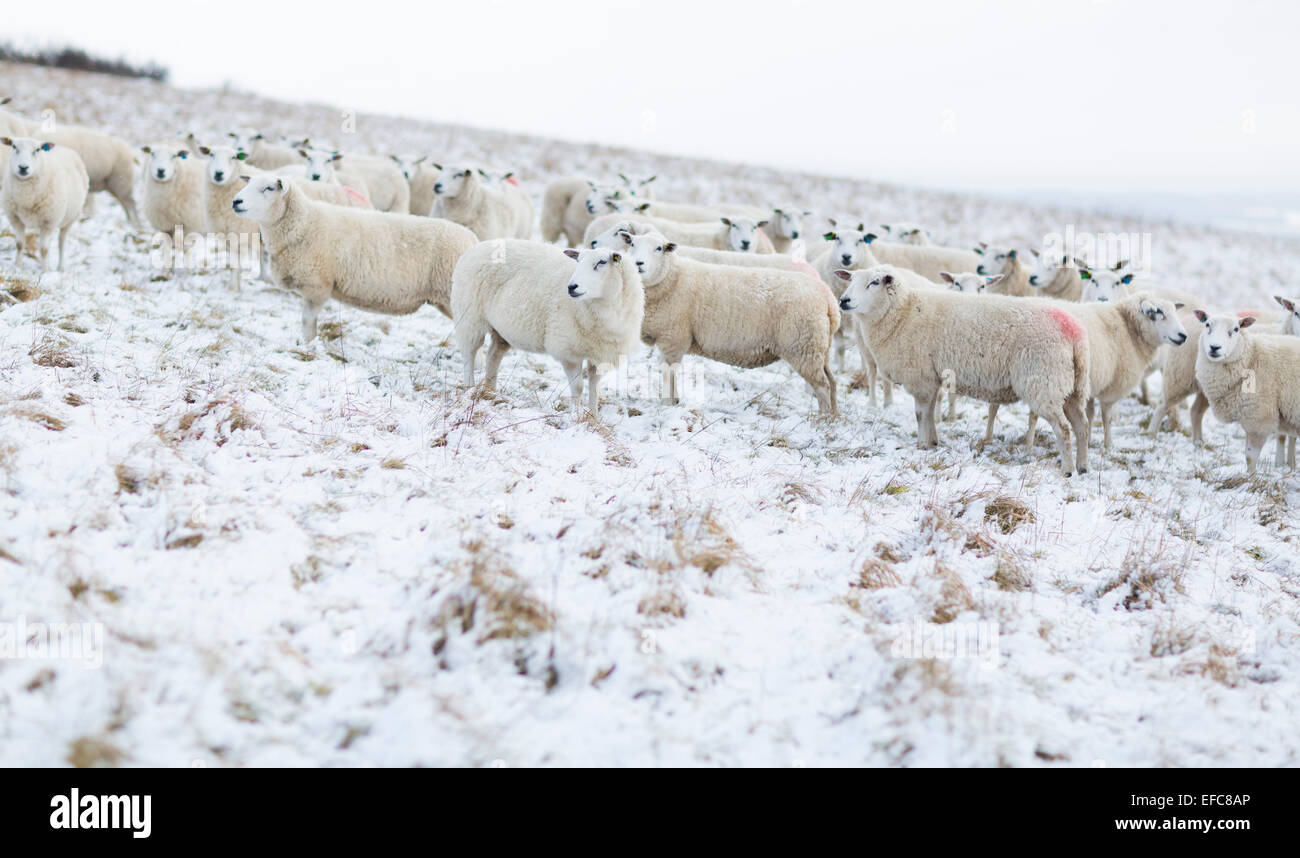 Sheep huddle together in snow hi-res stock photography and images - Alamy