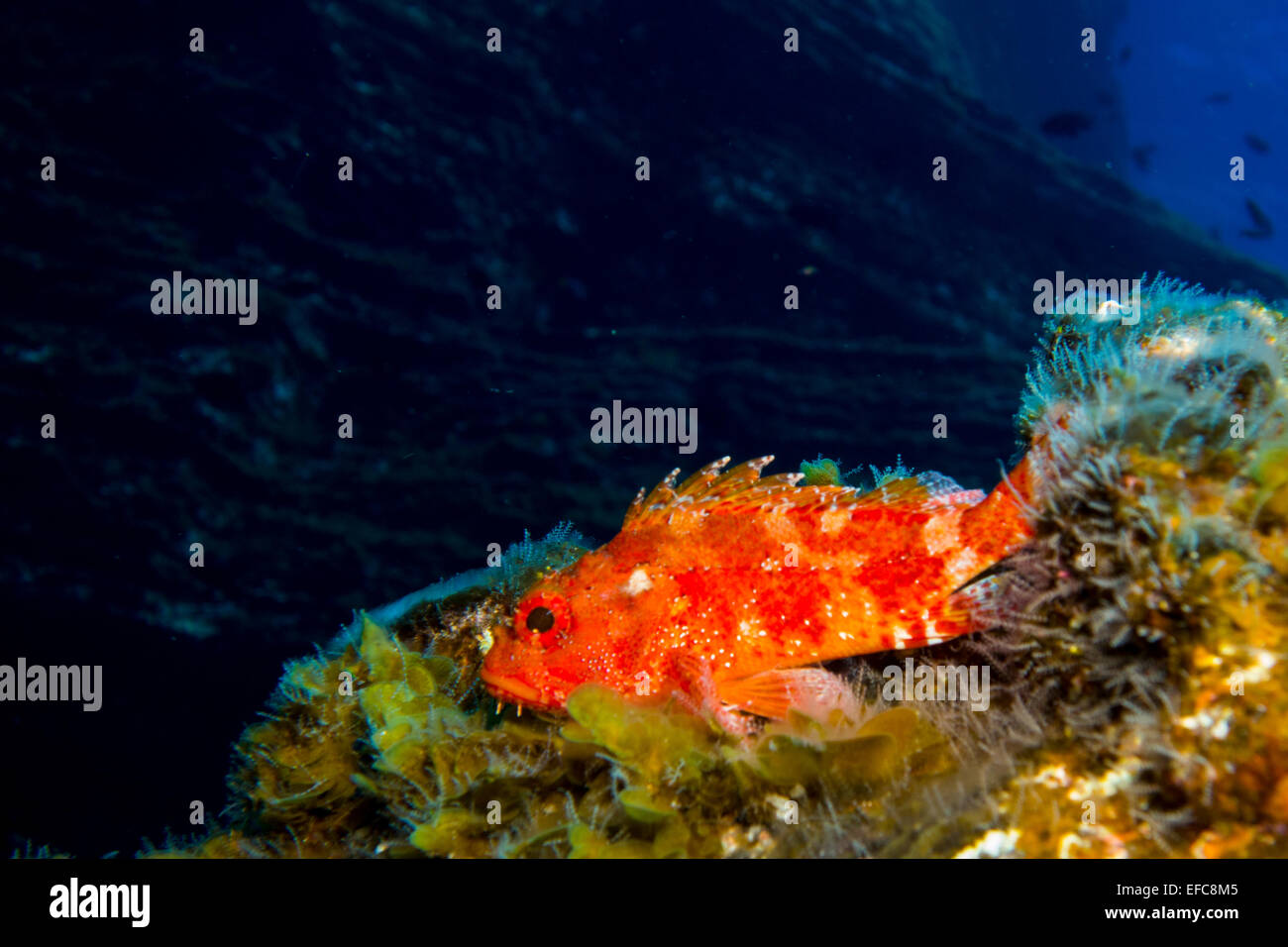Underwater, Canary island, marine life, ocean, sea, colorful, fish ...